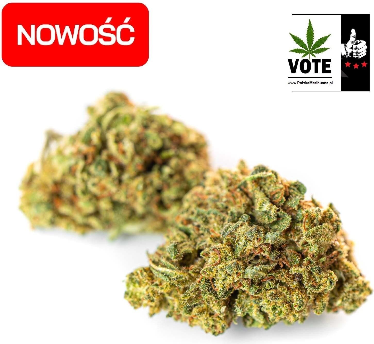 Susz konopny AMNESIA HAZE CBD ≤40% THC 0,3% - 100g cannabis - Opinie i ...