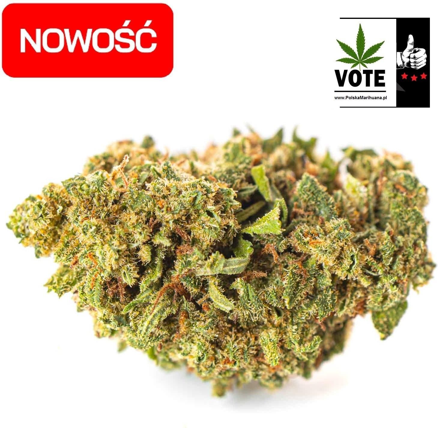 Preparat medycyny naturalnej Susz konopny AMNESIA HAZE CBD ≤40% THC 0,3 ...
