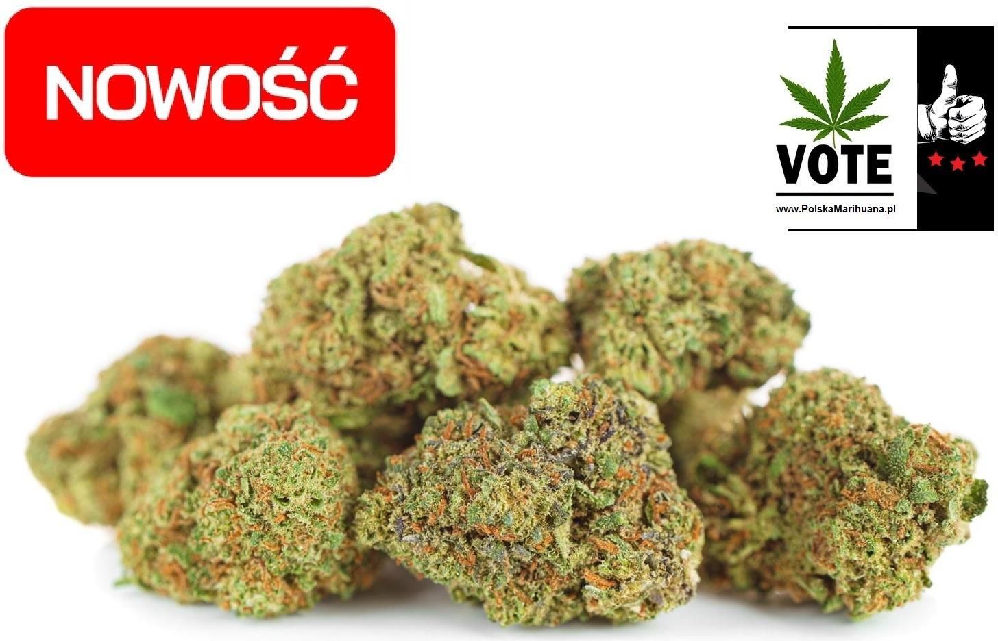 Susz konopny LEMON HAZE CBD 30% THC 0,3% - 10g cannabis - Opinie i ceny ...