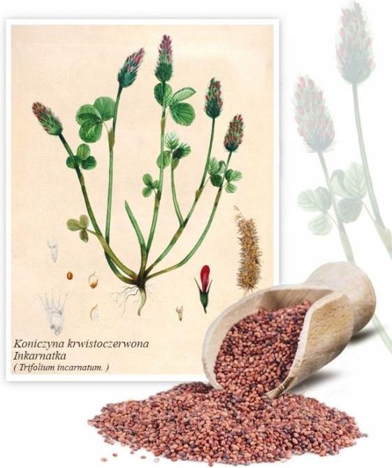 Planta Koniczyna Inkarnatka Krwistoczerwona Cena Za 1Kg - Ceny i opinie ...