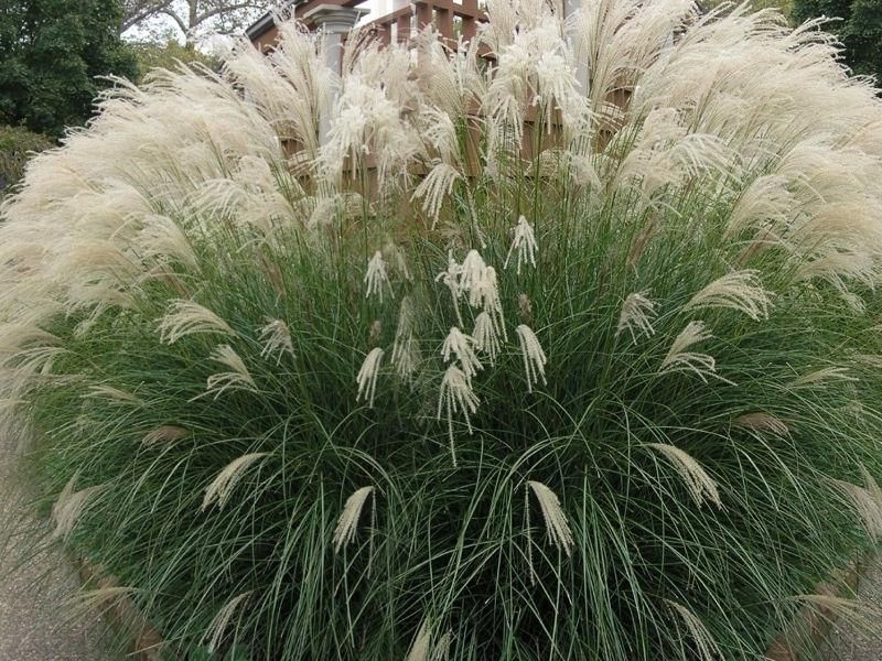 Gospodarstwo Szkółkarskie Twoje Ogrody Miskant Cukrowy Robustus Nr 1646 ...