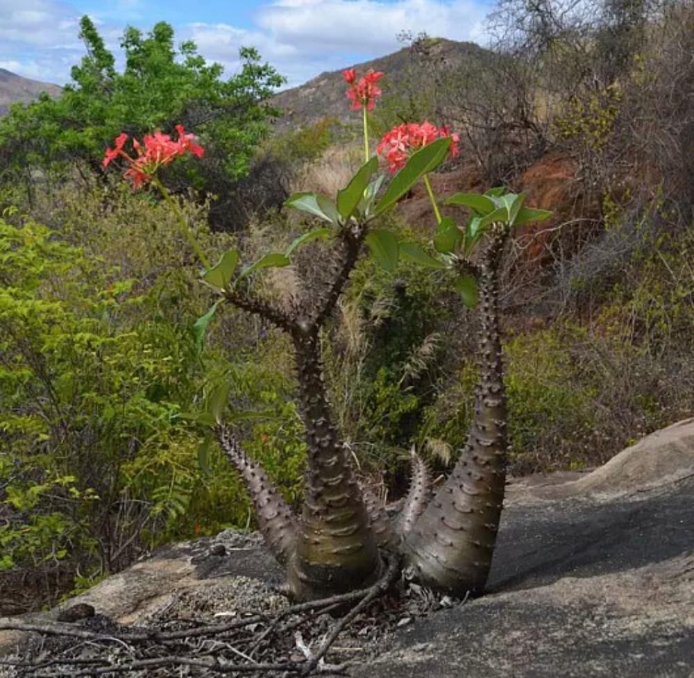 Pachypodium Baronii Noga Słonia Palma Madagaskaru - Ceny i opinie ...