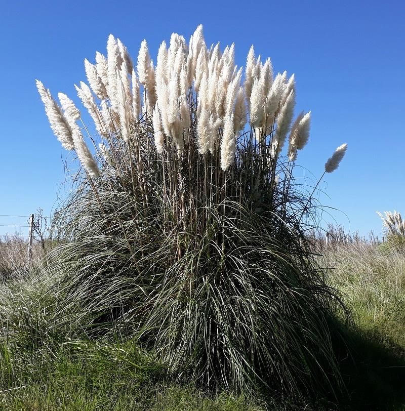 Tarawa Pampasowa White Feather -Najpiękniejsza(C2) - Ceny i opinie ...