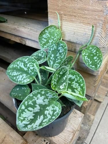 Scindapsus Pictus Argyraeus Scindapsus Pstry Drobnolistny - Ceny i ...