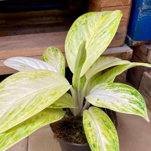 Aglaonema Arctic Lime - Ceny i opinie - Ceneo.pl
