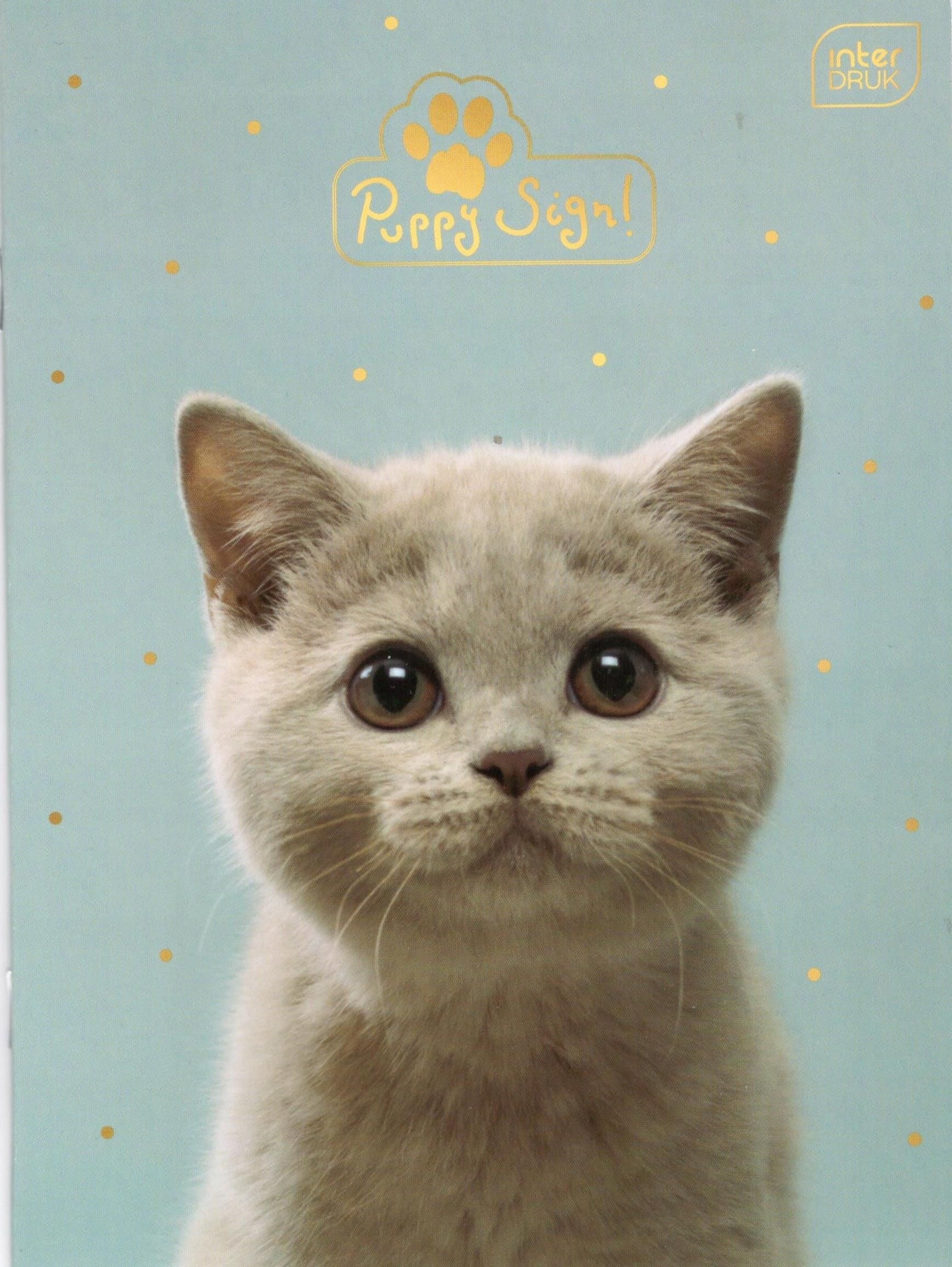 Interdruk Zeszyt W Kratkę A5 16 Kartek Mix - Ceny i opinie - Ceneo.pl