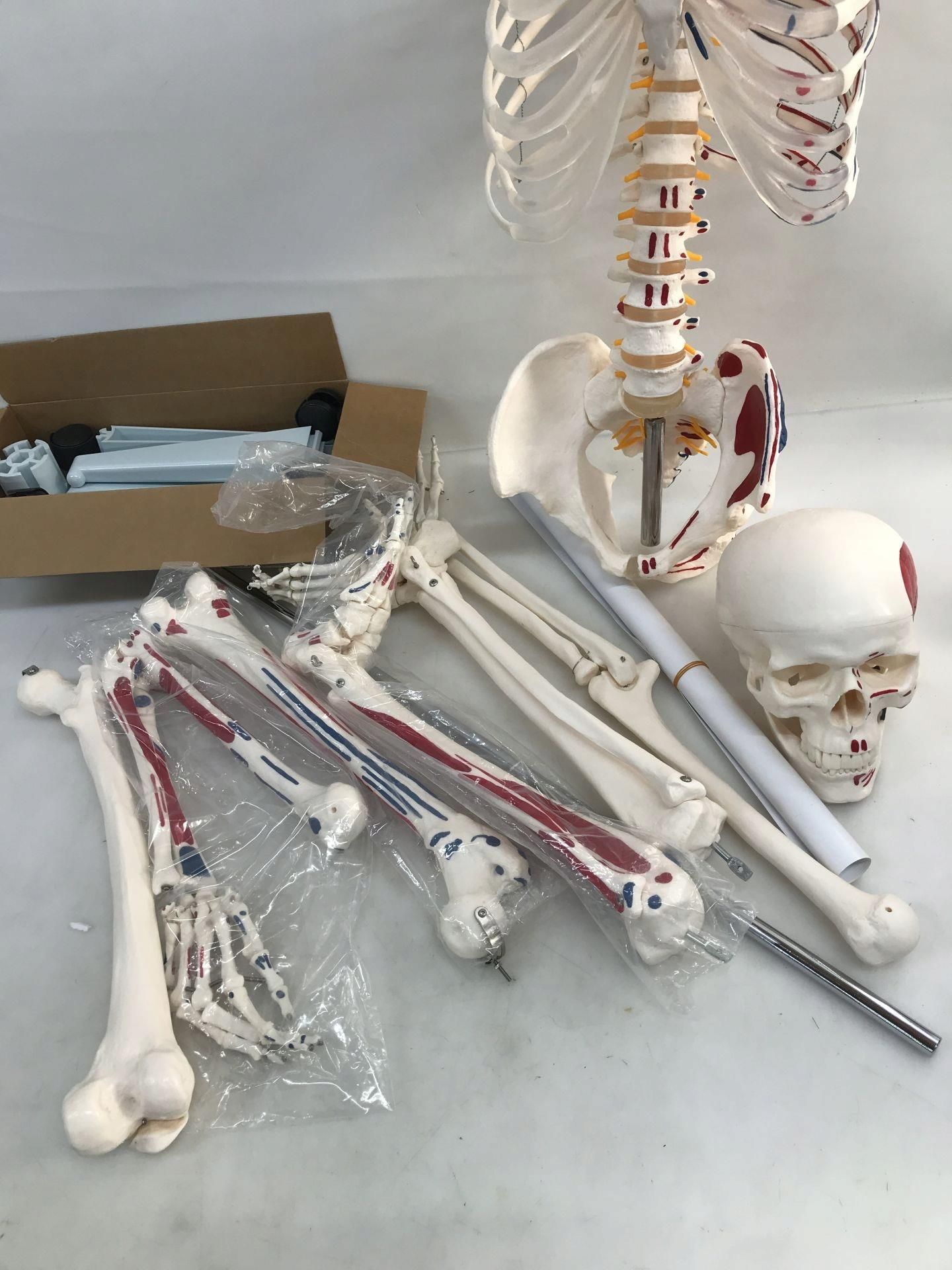 Drobne akcesoria medyczne 3B Scientific Szkielet Model Anatomiczny ...