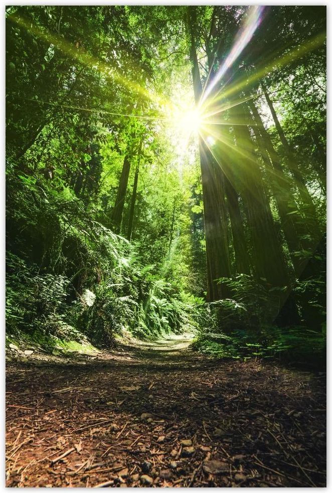 ZeSmakiem Magiczny Las Krajobraz - Opinie i ceny na Ceneo.pl