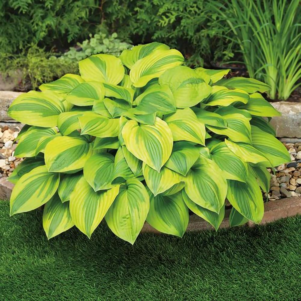 Florio Hosta Funkia Sadzonki Velvet Moon 1szt. Hosty - Ceny i opinie ...