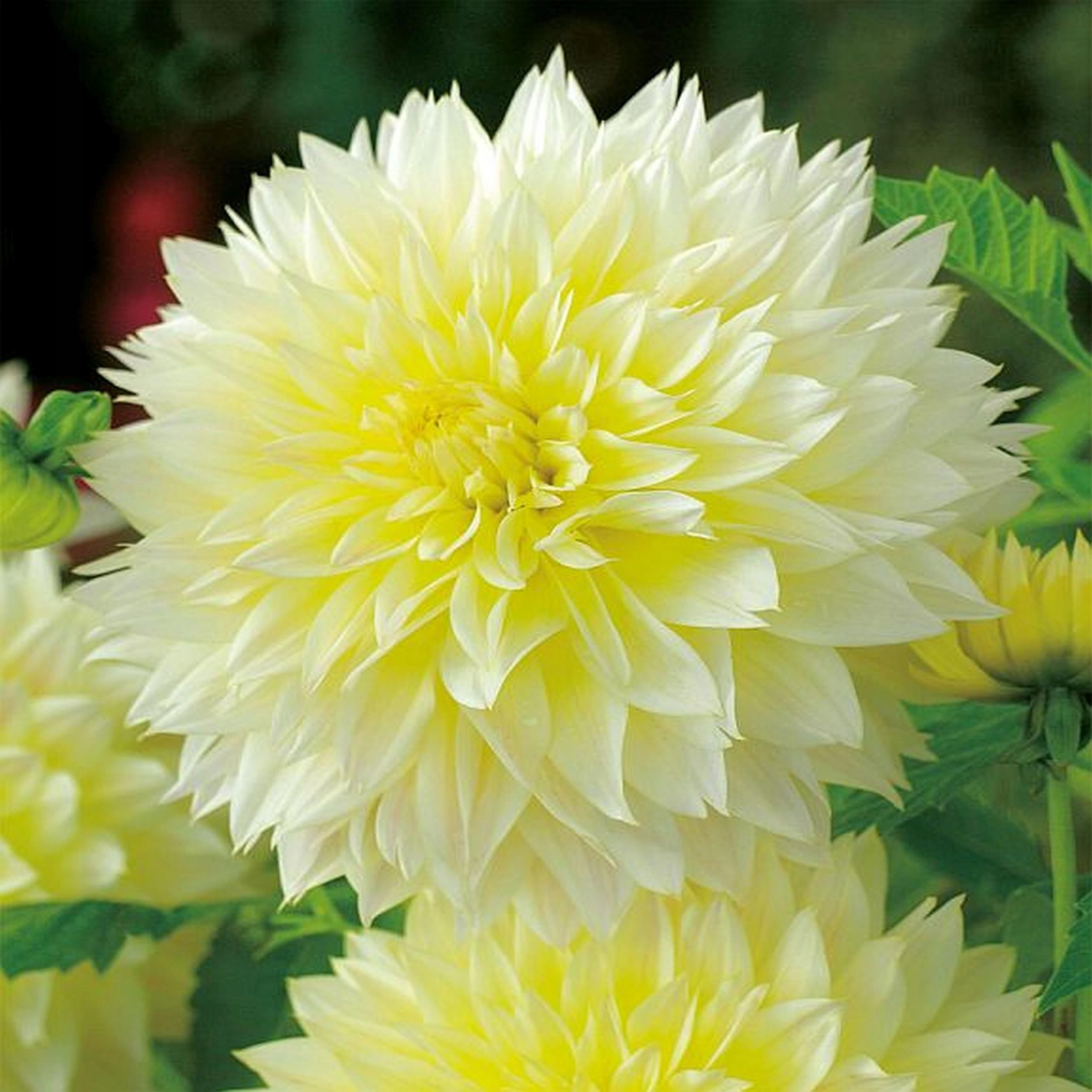 Benex Dalia Dalie Strzępiasta Canary Fubuki 1szt. Bulwy - Ceny i opinie ...