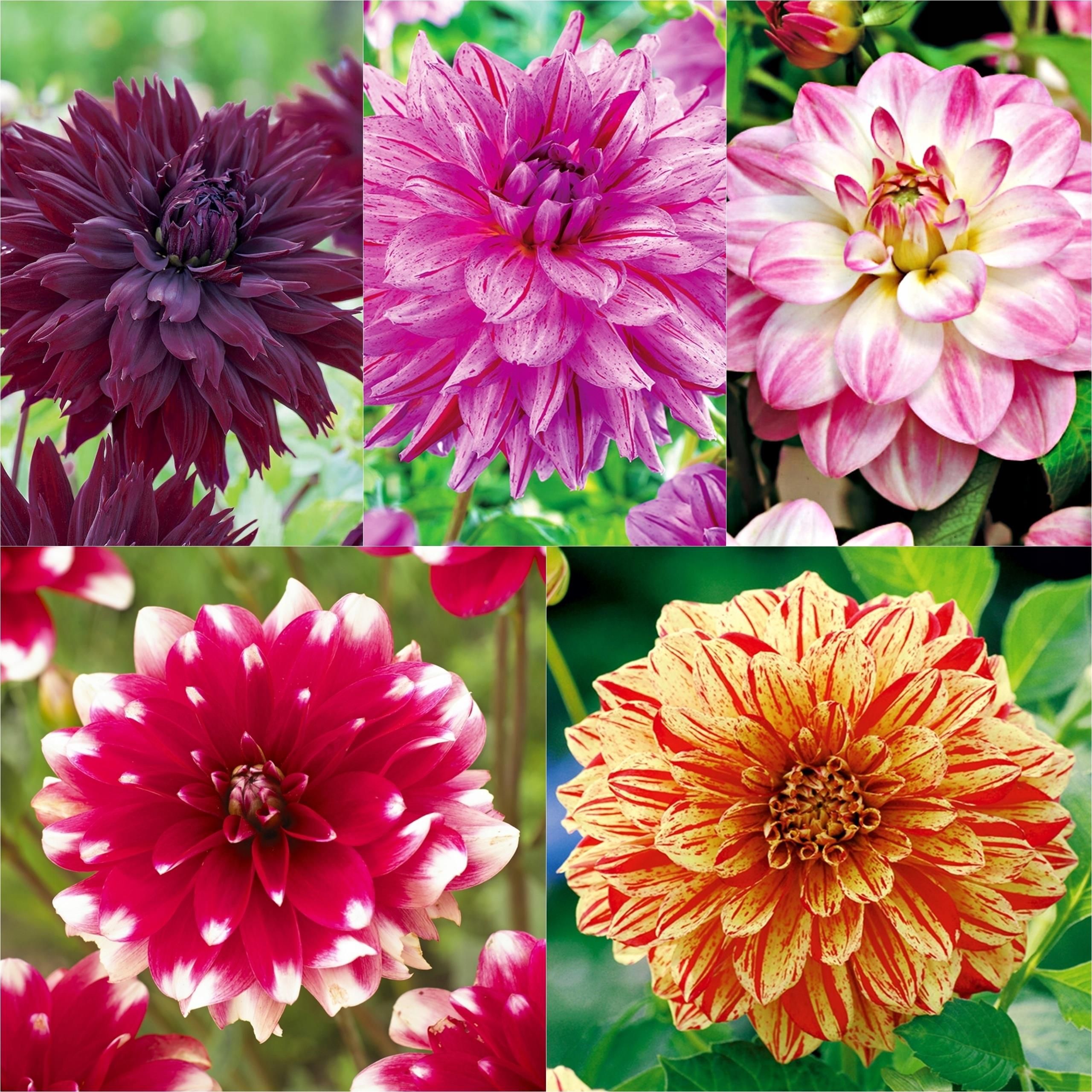 Benex Zestaw Dalia Dekoracyjna 4 5 Donian 5szt. - Ceny i opinie - Ceneo.pl