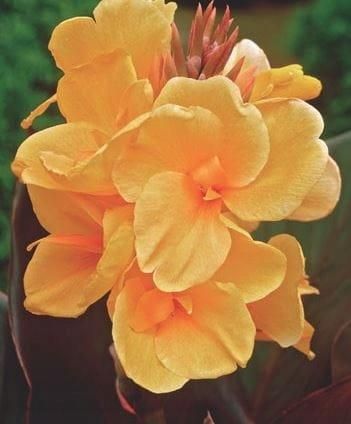 Kanna Paciorecznik Canna Louis Cottin Żółta Kłącze - Ceny i opinie ...