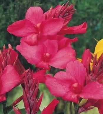 Paciorecznik Canna Orchid Kanna Różowa 3szt. Kłącze - Ceny i opinie ...
