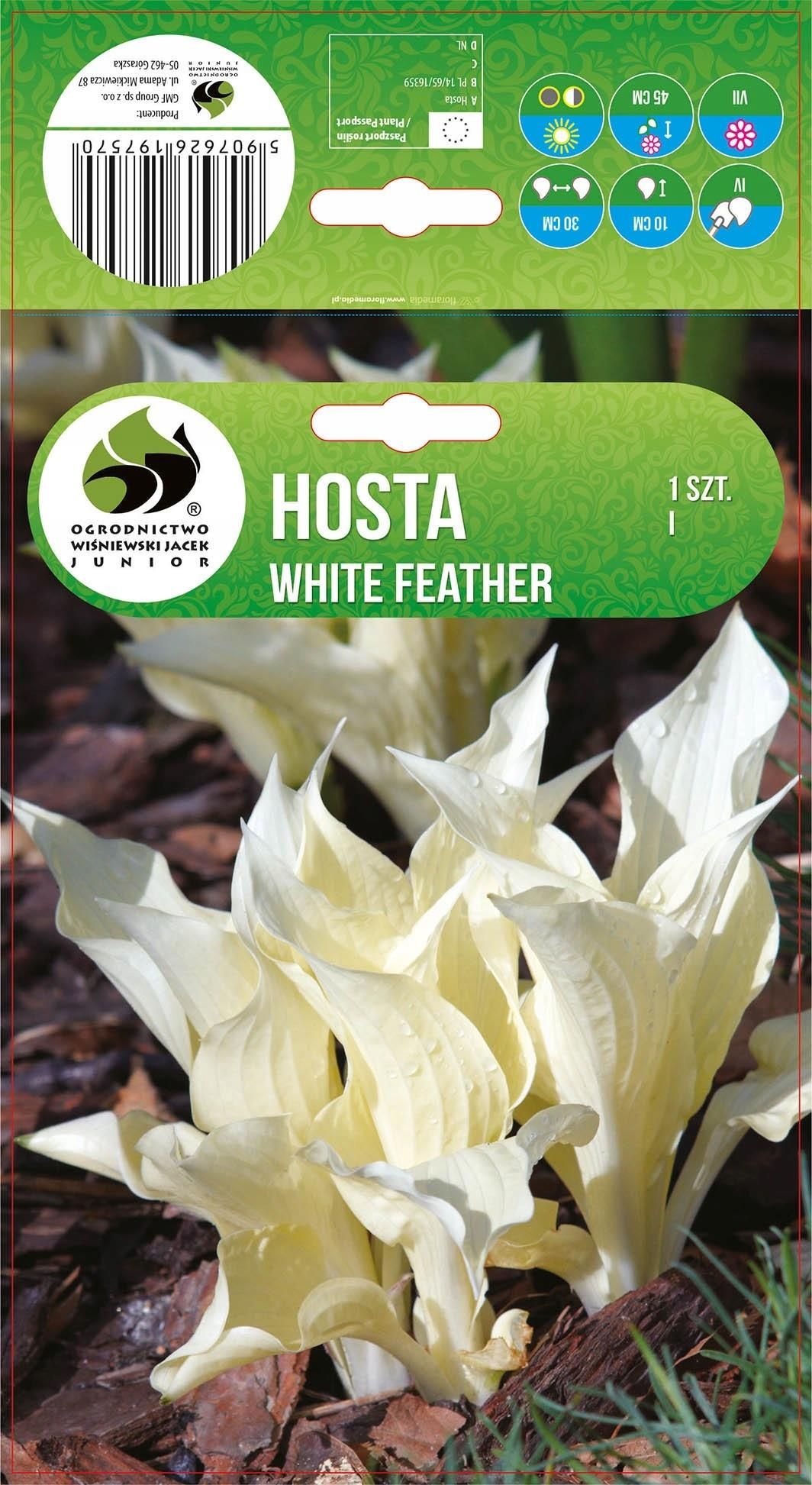 Ogrodnictwo Wiśniewski Junior By Gmf Group Sp.Zoo.O Hosta Funkia Biała ...