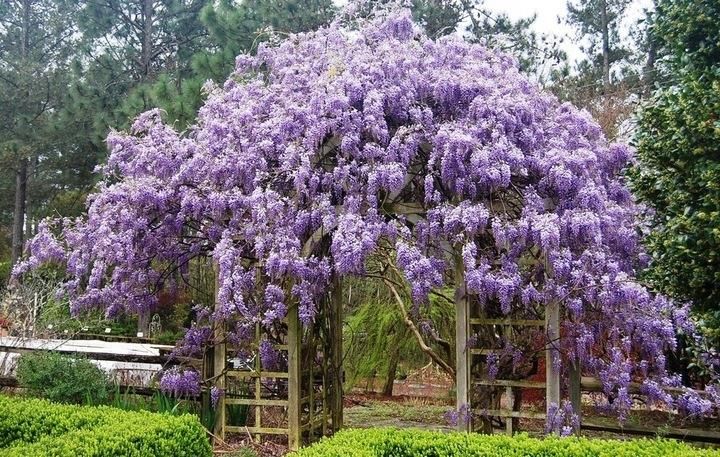 Szkółka Pnączy Marek Wędrowski Wisteria-Glicynia Chińska Sadzonka Sadz ...