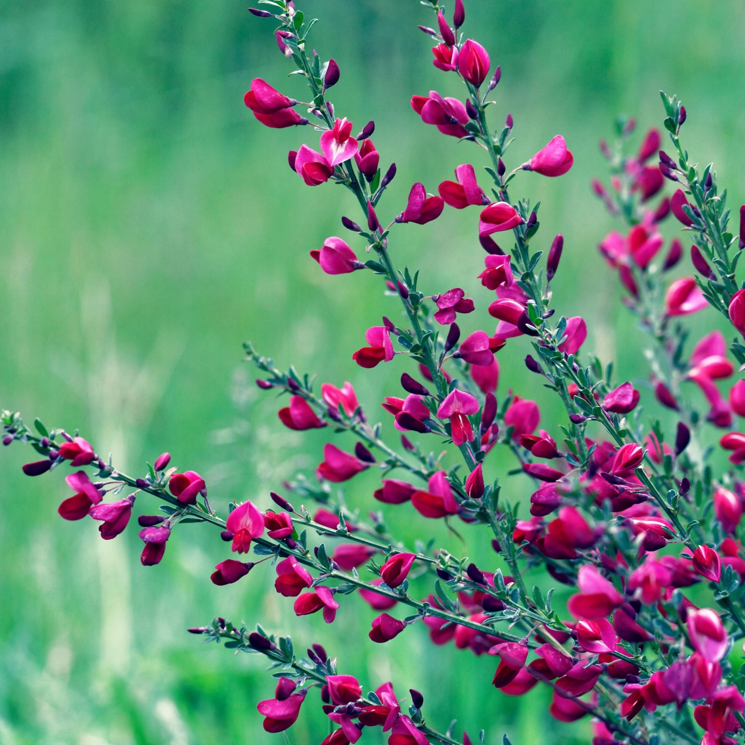 Żarnowiec Cytisus Scoparius 'Boskoop Ruby' Krzew - Ceny i opinie - Ceneo.pl