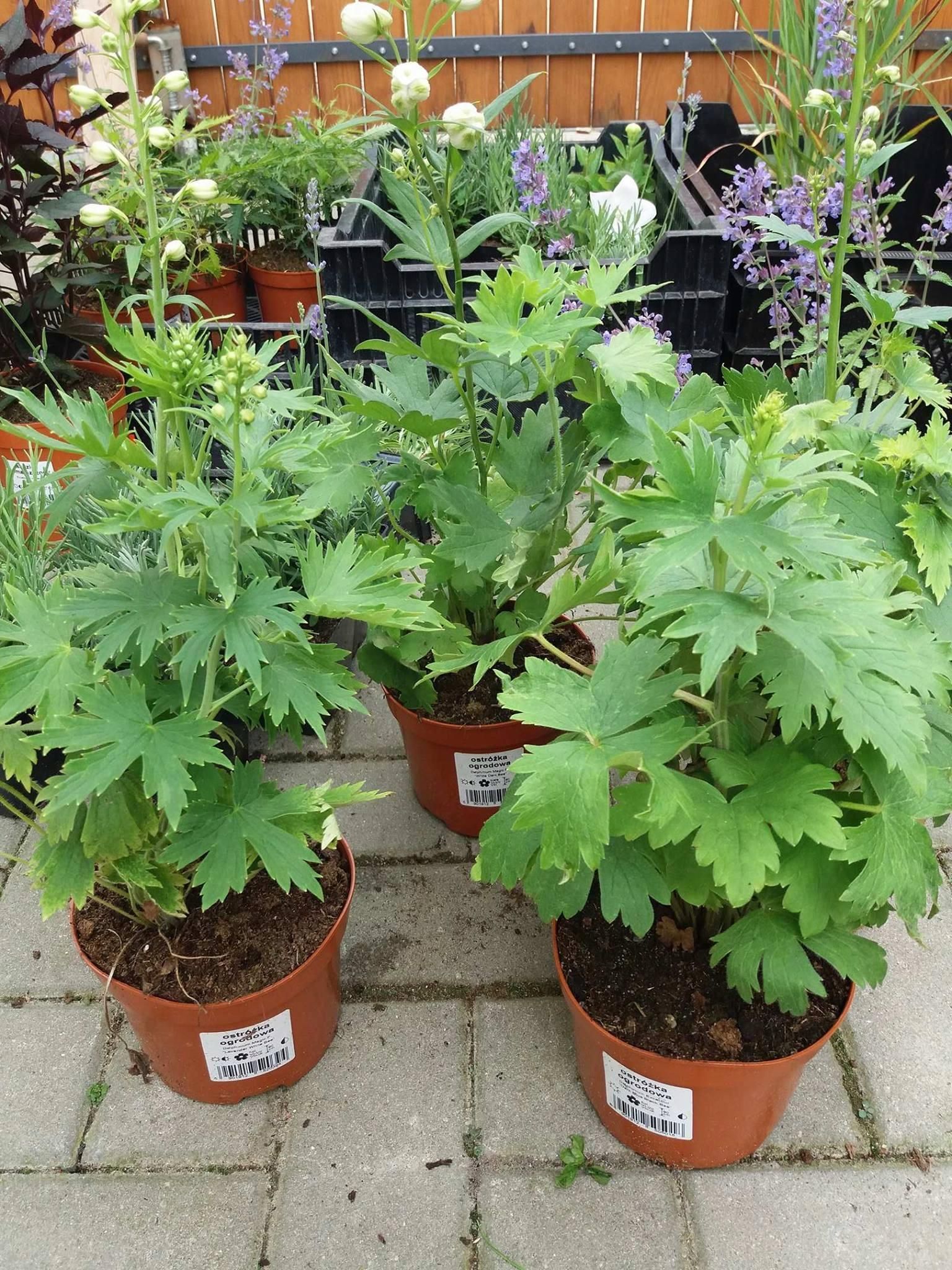 Lewizja Długopłatkowa Little Raspberry Sadzonka - Ceny i opinie - Ceneo.pl