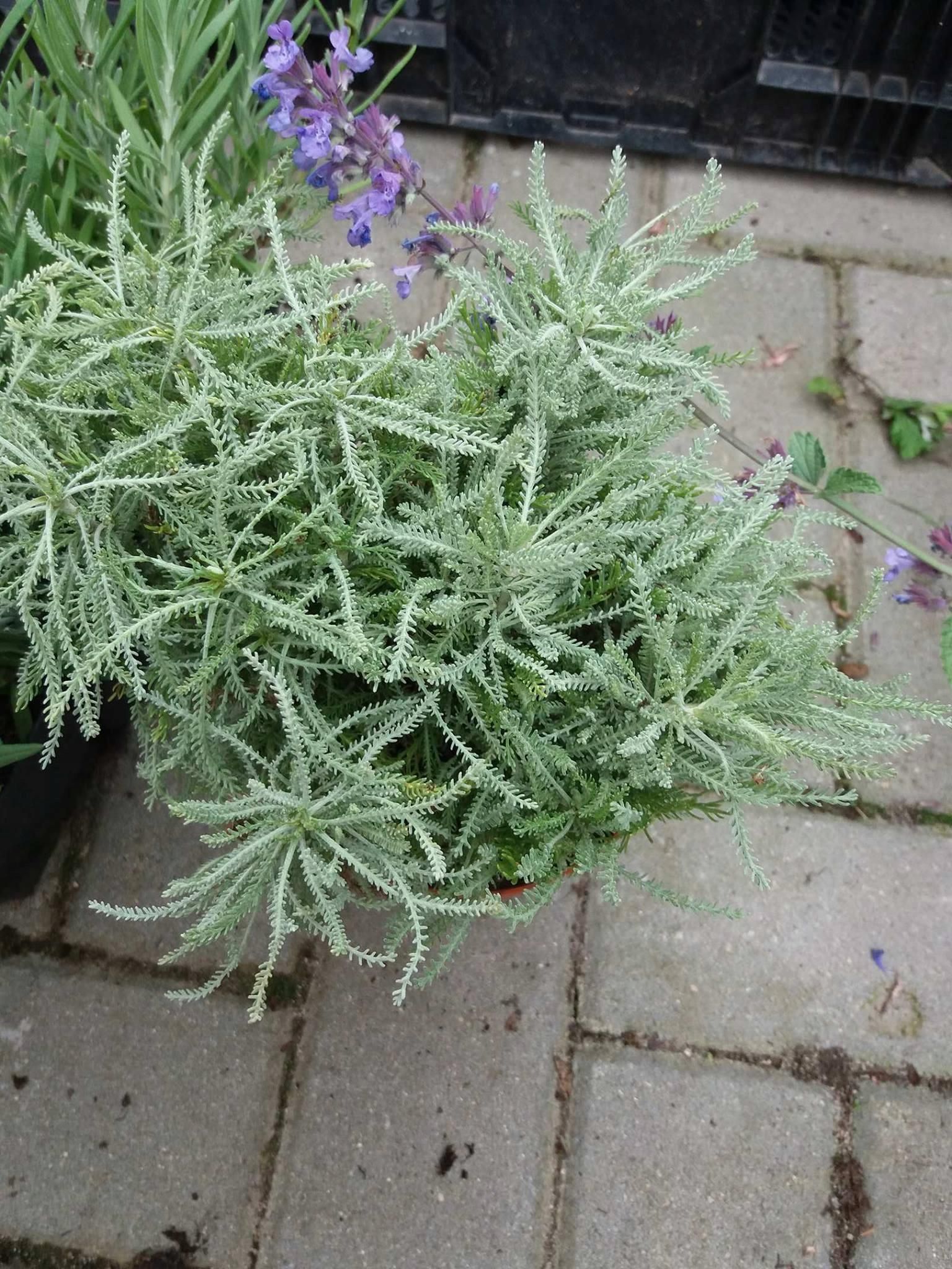 Lewizja Długopłatkowa Little Raspberry Sadzonka - Ceny i opinie - Ceneo.pl