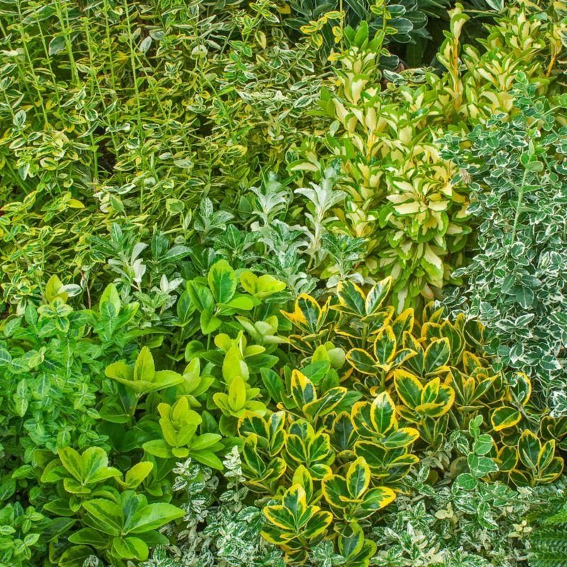 Verve Kolekcja Trzmielin 6x9cm - Ceny i opinie - Ceneo.pl