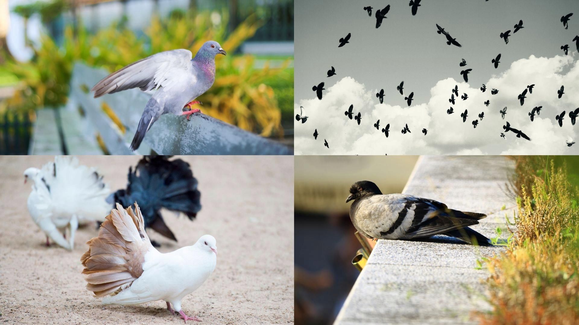 Röhnfried Avisana Krople Do Nosa Dla Gołębi 50Ml - ceny i opinie - Ceneo.pl