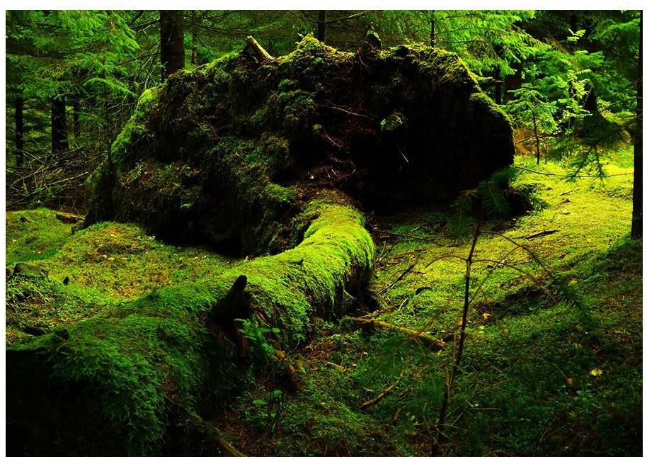 Printedwall 3D Drzewo Mech Las 254x184 F00923 - Opinie i ceny na Ceneo.pl