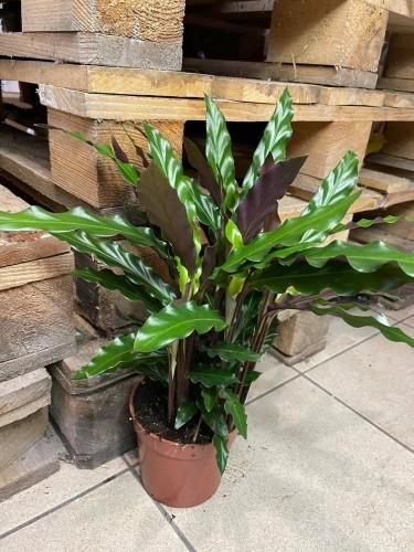 Kalatea Falistolistna Calathea Rufibarba Elgergrass - Ceny i opinie ...
