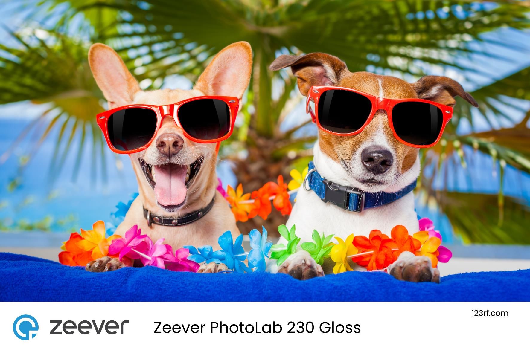 Papier fotograficzny Papier fotograficzny w roli ZEEVER PhotoLab ...