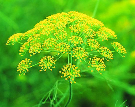 Fenkuł - Koper włoski - Ceny i opinie - Ceneo.pl