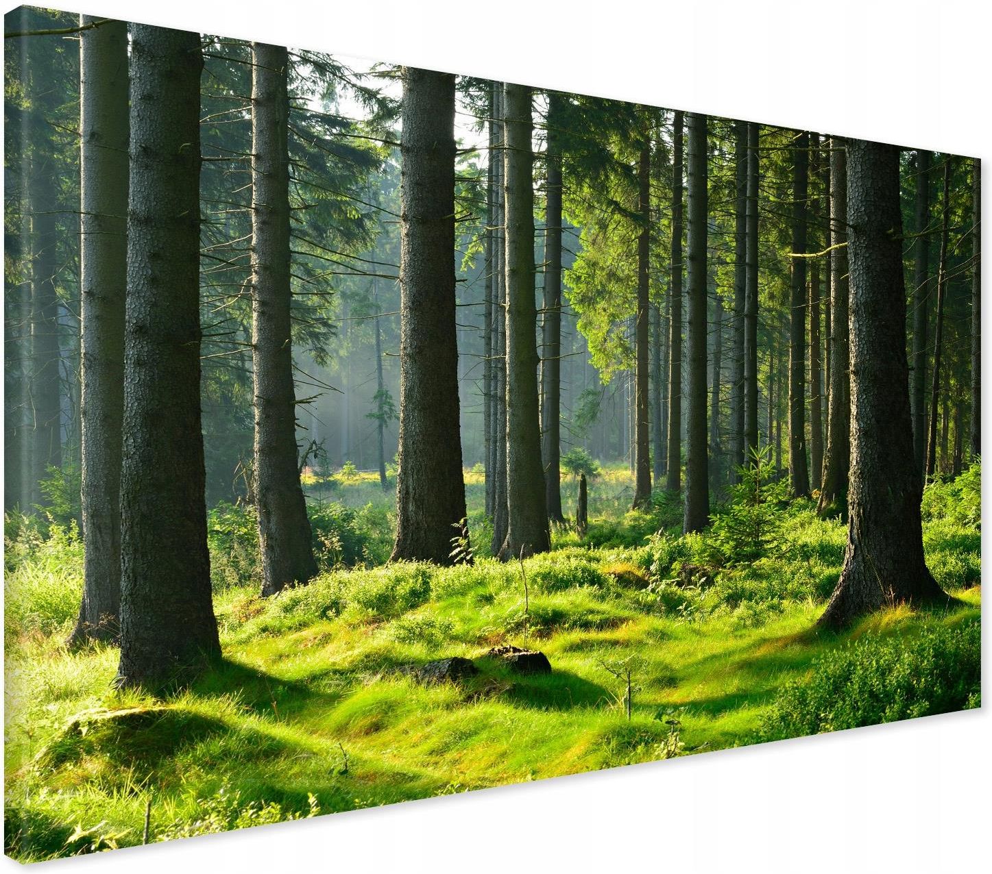 Printedwall Obraz Na Płótnie Las Drzewa 100X70 - Opinie i atrakcyjne ...