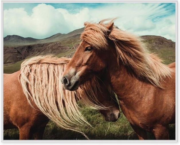 Nice Wall Dwa Konie Na Tle Gór Plakat Na Ścianę 40X50 Cm - Opinie i atrakcyjne ceny na Ceneo.pl