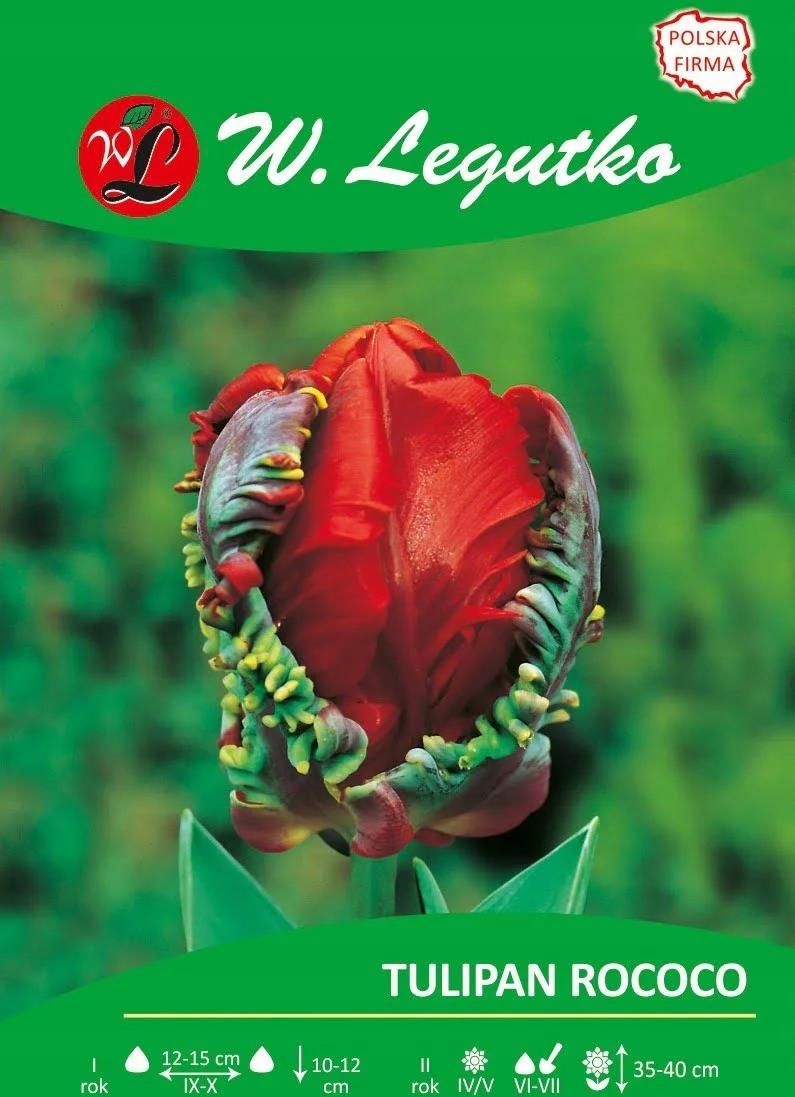 Legutko Tulipan Rococo Czerwony 4szt. - Ceny i opinie - Ceneo.pl