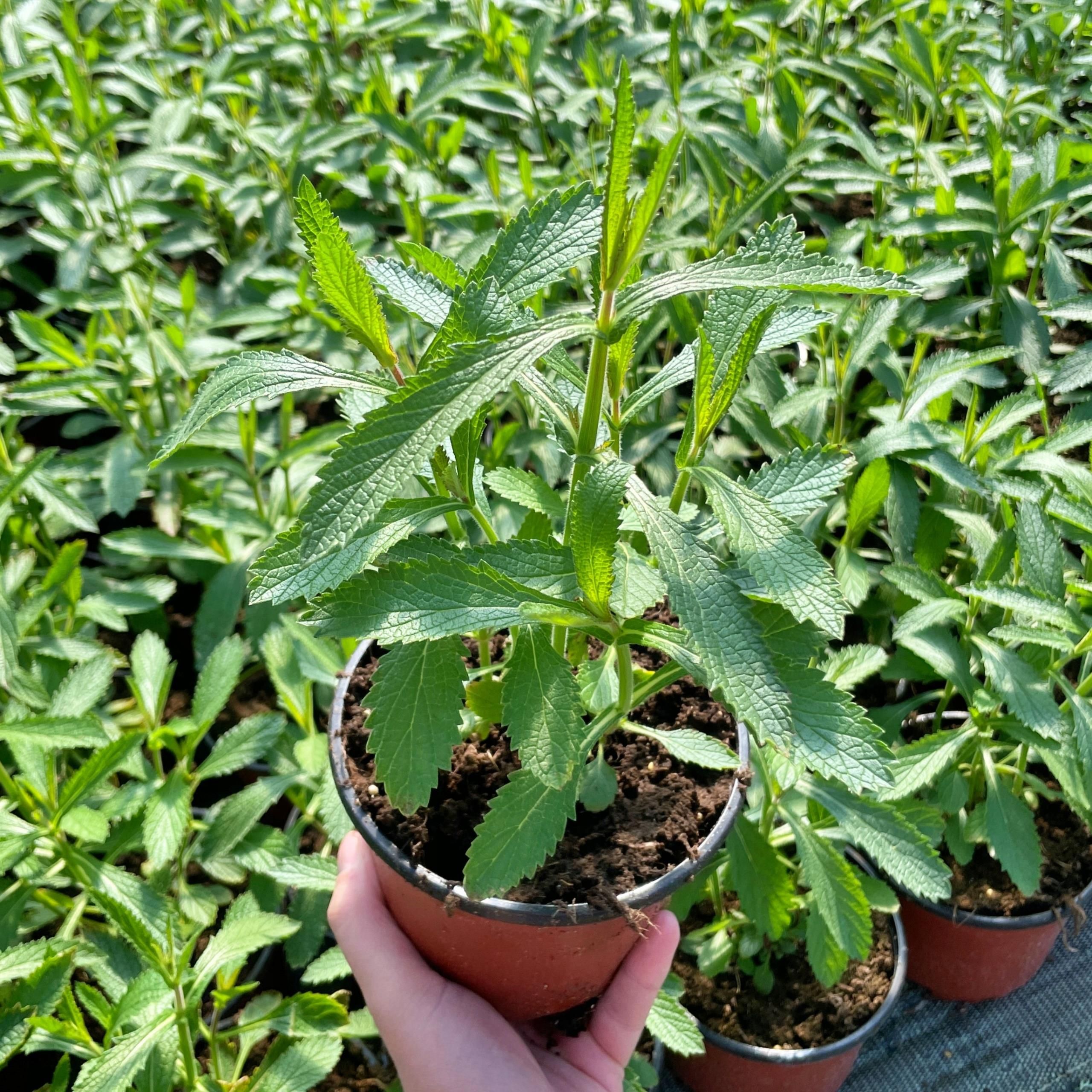 Skimiapl Werbena Patagońska Miododajna Duże Ładne Sadzonki - Ceny i ...