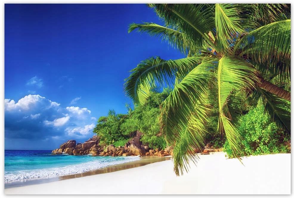 ZeSmakiem Tropiki Pejzaż Palmy - Opinie i ceny na Ceneo.pl