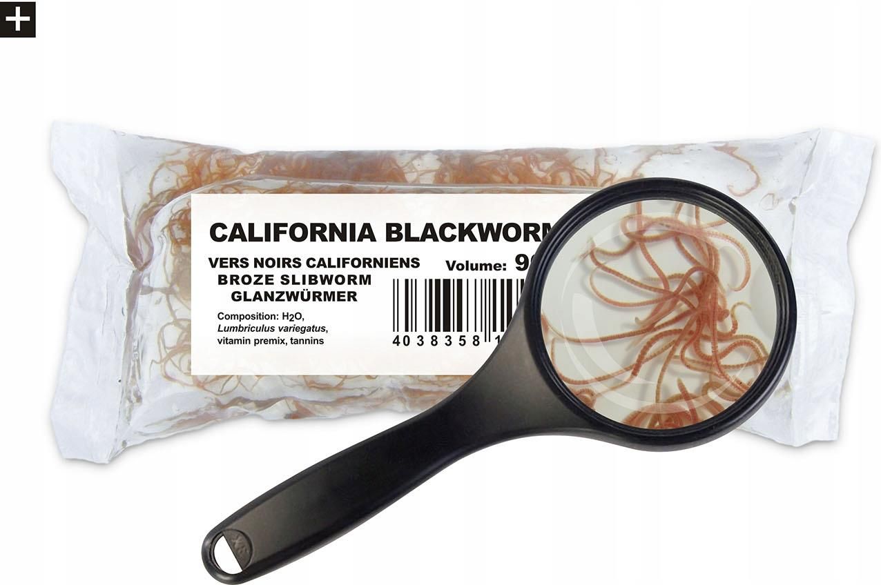 Ichthyo Trophic Blackworm California Żywy Pokarm 10szt. Ekh - Ceny i ...