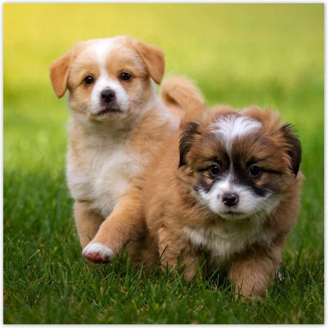 ZeSmakiem Pieski 312x312 - Opinie i ceny na Ceneo.pl