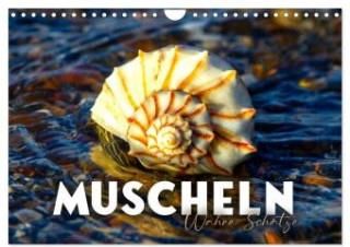 Muscheln - Wahre Schätze (Wandkalender 2024 DIN A4 quer), CALVENDO ...