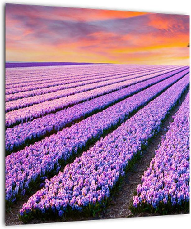 Domali Obraz Na Szkle Farma Kwiatów Jednoczęściowy 40X40 Cm Na Szkle ...