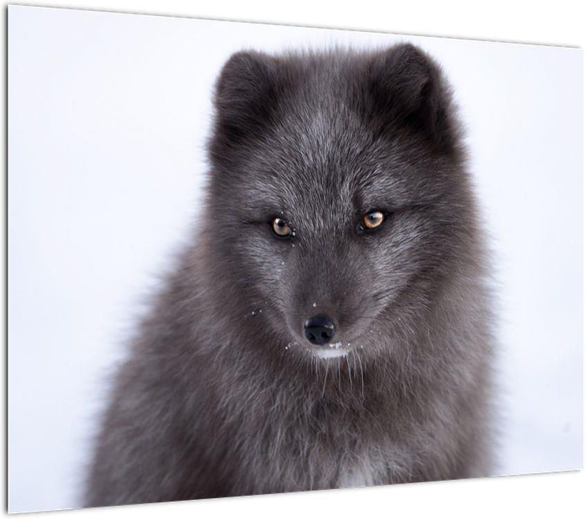 Domali Obraz Na Szkle Lis Śnieżny Jednoczęściowy 70X50 Cm Na Szkle ...