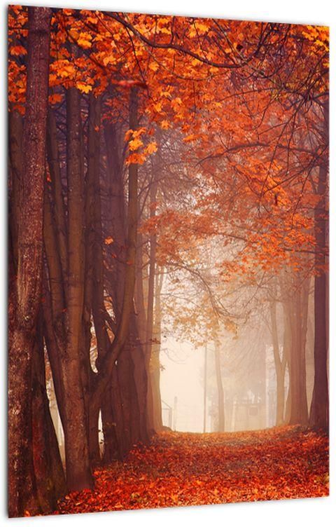 Domali Obraz Jesienny las, jednoczęściowy 30x40 cm (61356) - Opinie i ...