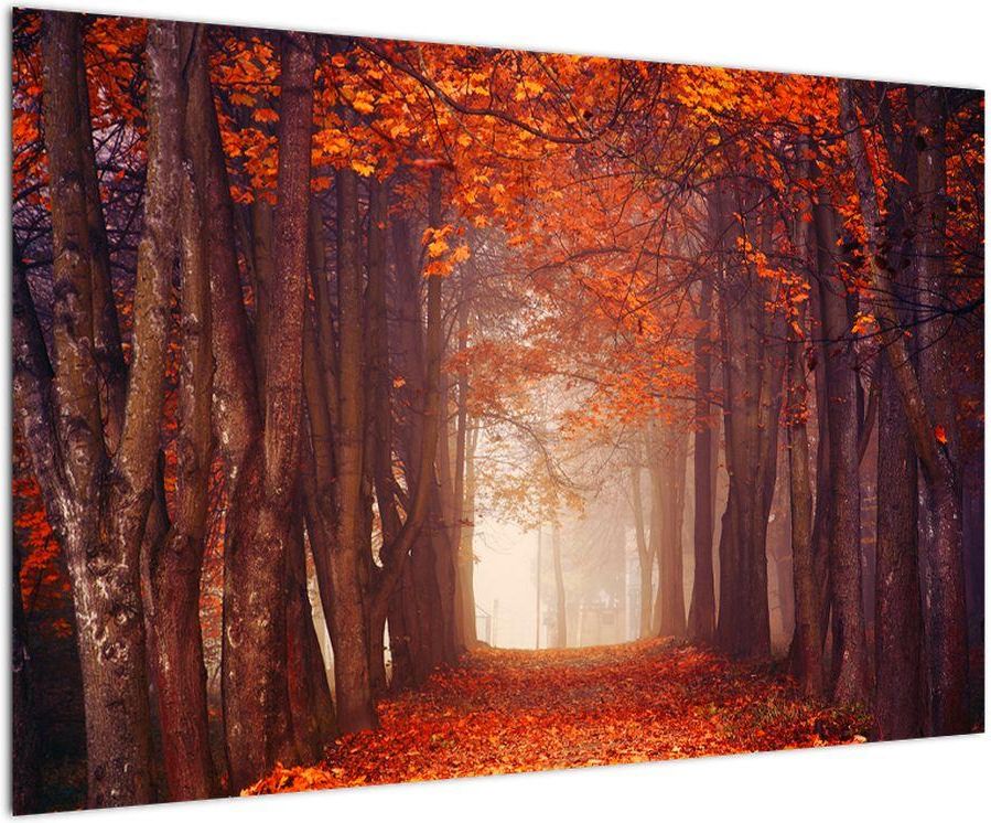 Domali Obraz Jesienny las, jednoczęściowy 90x60 cm (61364) - Opinie i ...