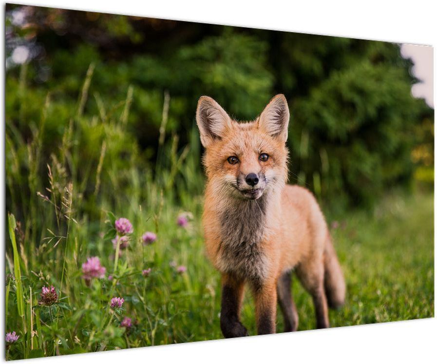 Domali Obraz lisa, jednoczęściowy 120x80 cm (39020) - Opinie i ...