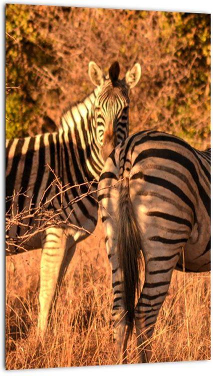 Domali Obraz zebr, jednoczęściowy 20x30 cm (44821) - Opinie i ...