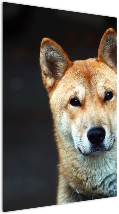 Domali Obraz psa, jednoczęściowy 60x90 cm (44858) - Opinie i atrakcyjne ...