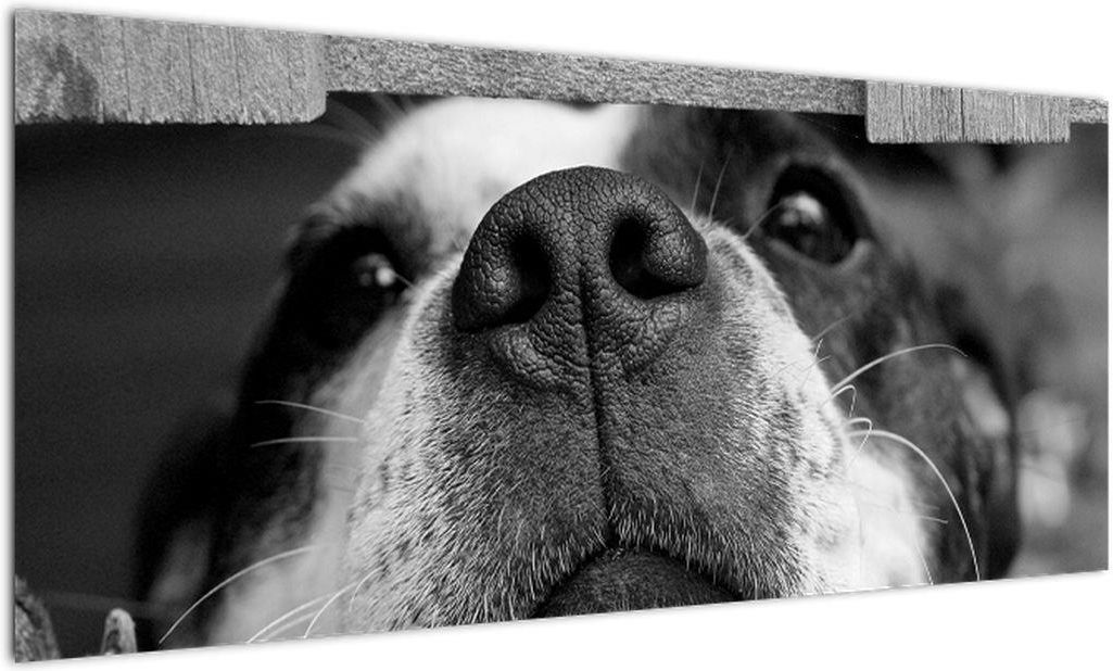 Domali Obraz psa, jednoczęściowy 100x40 cm (46004) - Opinie i ...