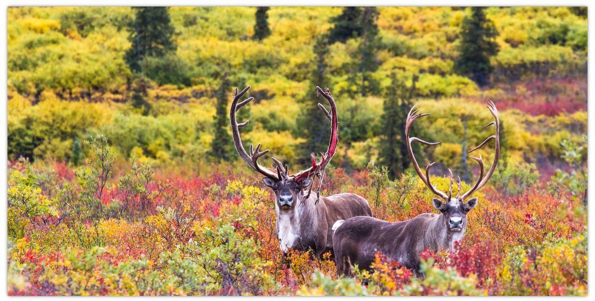 Domali Obraz Renifer Tundrowy Jednoczęściowy 250X125 Cm 161054 - Opinie ...