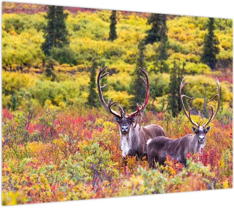 Domali Obraz Renifer tundrowy, jednoczęściowy 70x50 cm (161061 ...