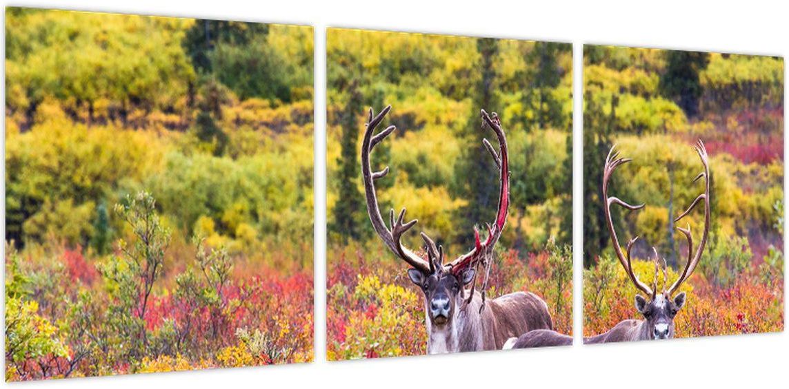 Domali Obraz Renifer tundrowy, tryptyk 90x30 cm (161063) - Opinie i ...