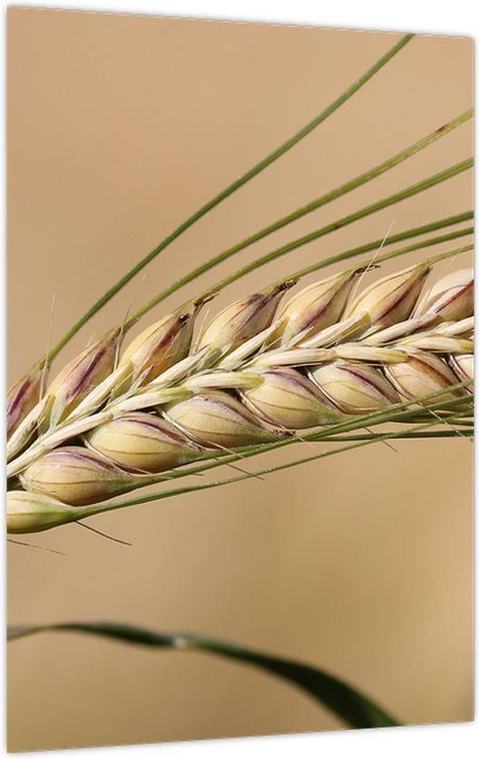Domali Obraz Pszenica, jednoczęściowy 30x40 cm (161518) - Opinie i ...
