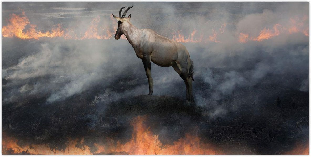 Domali Obraz kozicy w płomieniach, jednoczęściowy 200x100 cm (150516 ...