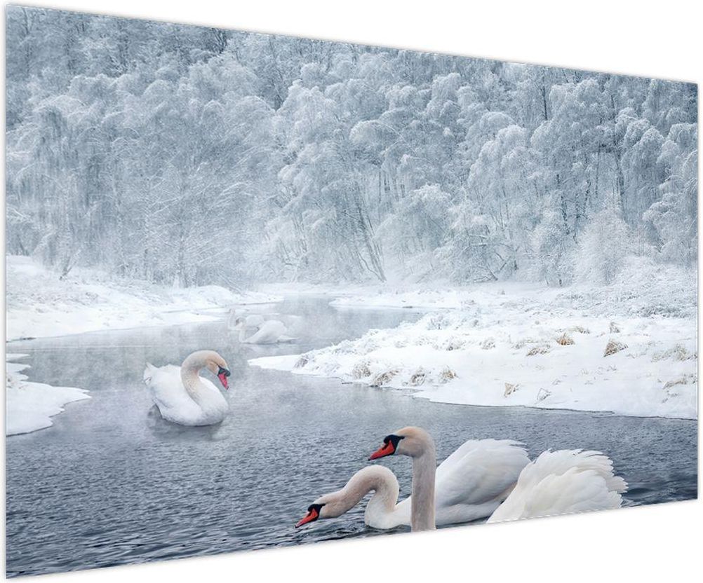 Domali Obraz łabędzi, jednoczęściowy 150x100 cm (151055) - Opinie i ...